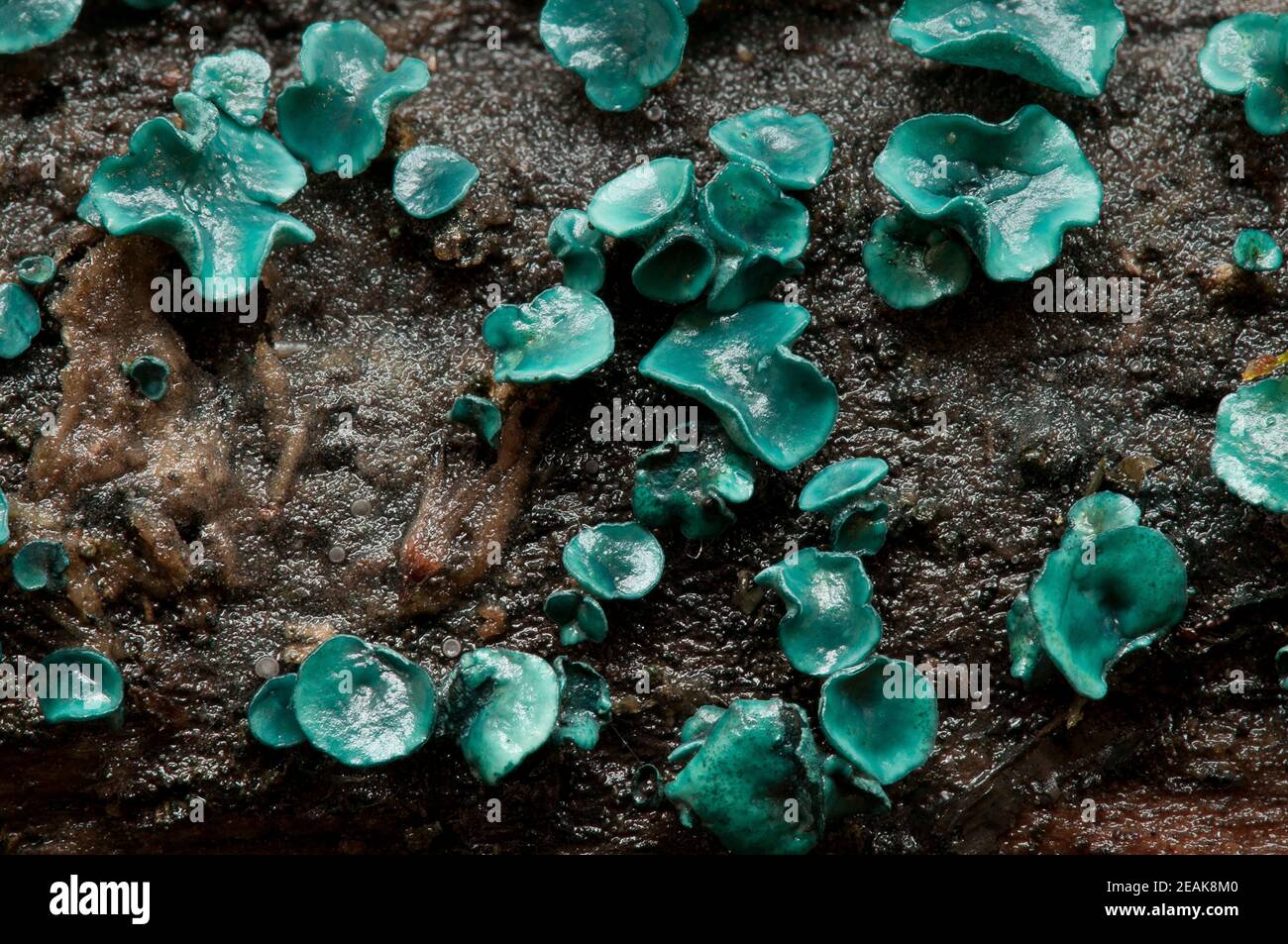 Chlorociboria aeruginascens fungus hi-res stock photography and images ...