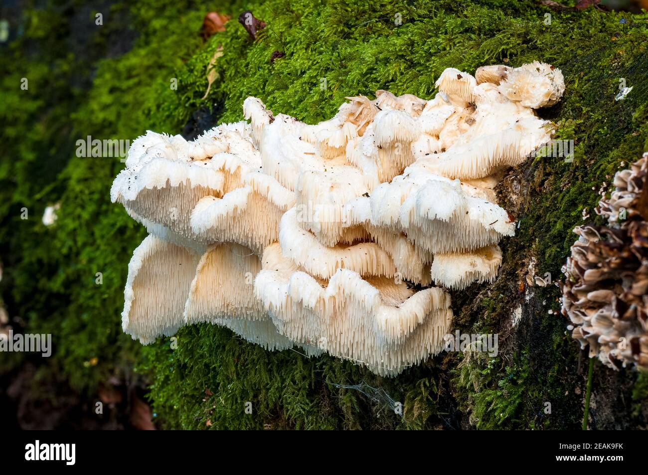 Tiered tooth fungus hi-res stock photography and images - Alamy
