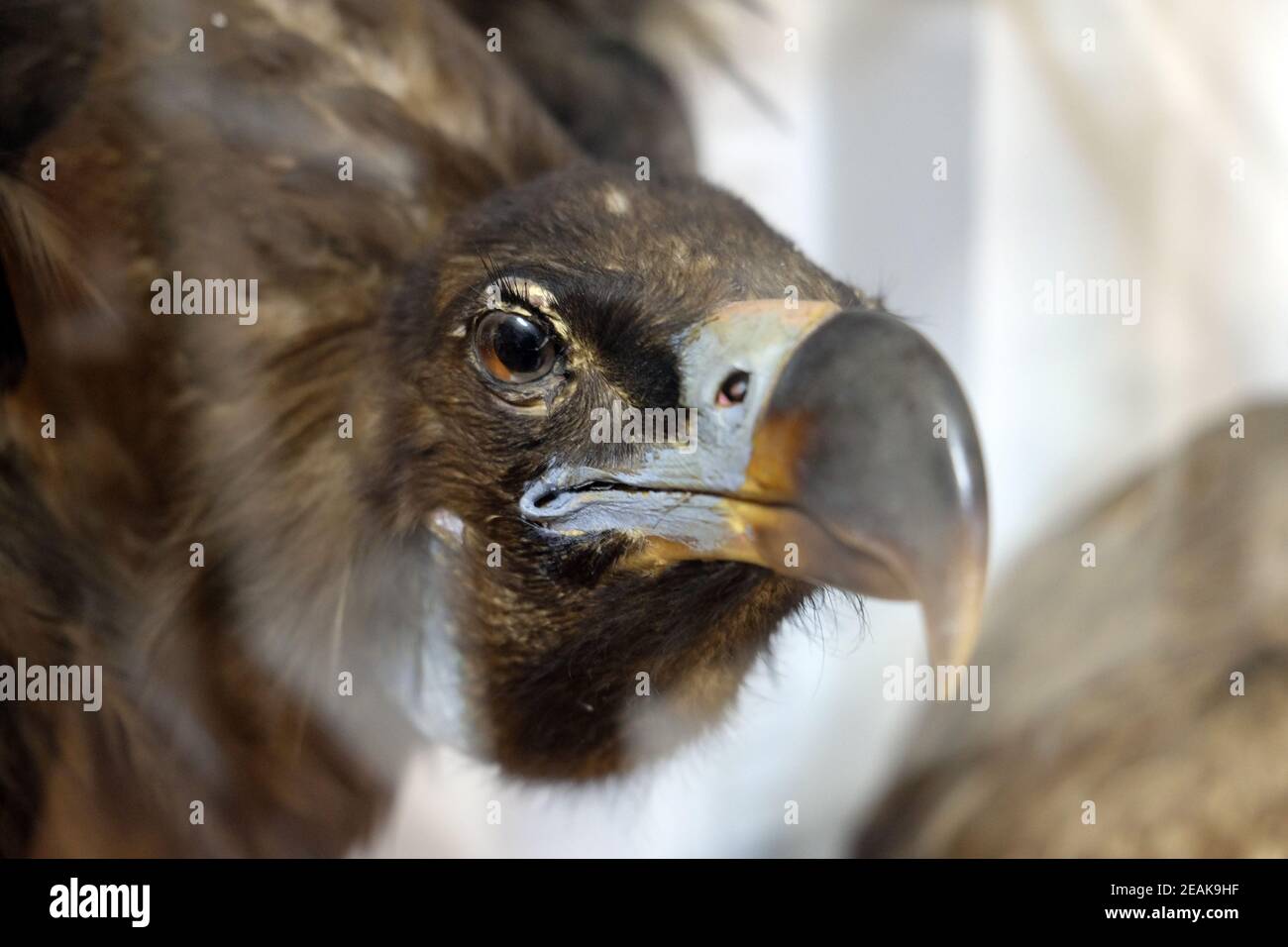 Vulture Face Portrait High Resolution Stock Photography and Images - Alamy