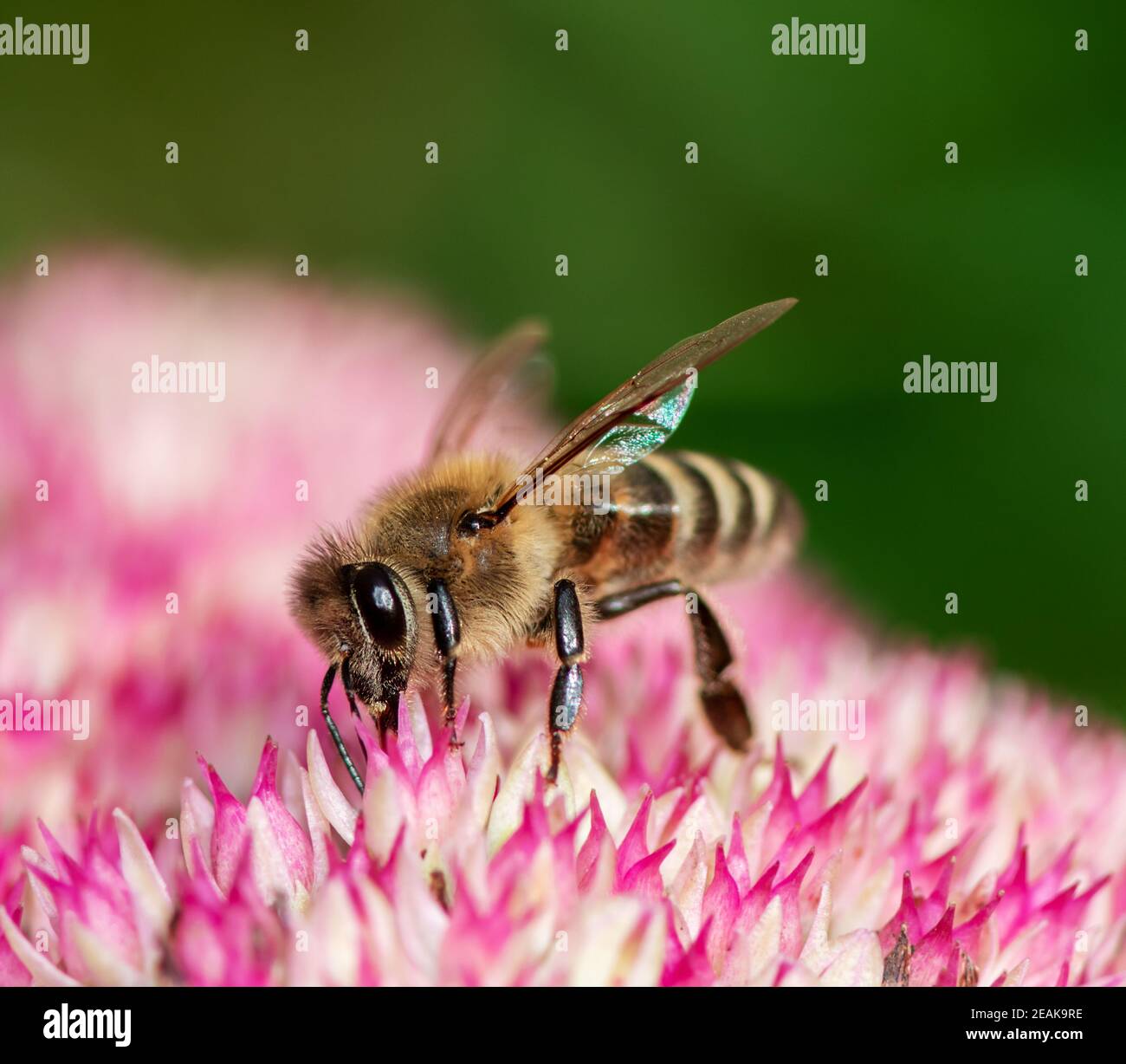 Pollination flower bee macro hi-res stock photography and images - Alamy