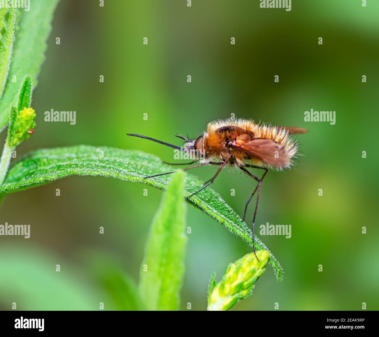 Fly insect macro hi-res stock photography and images - Alamy
