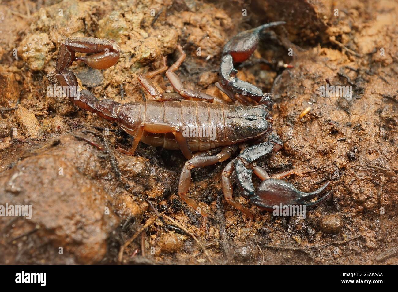 Close up of the Pacific or Western Forest Scorpion , Uroctonus mordax ...