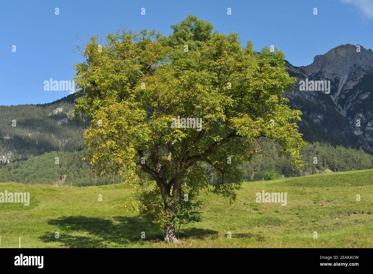 Young walnut tree hi-res stock photography and images - Alamy