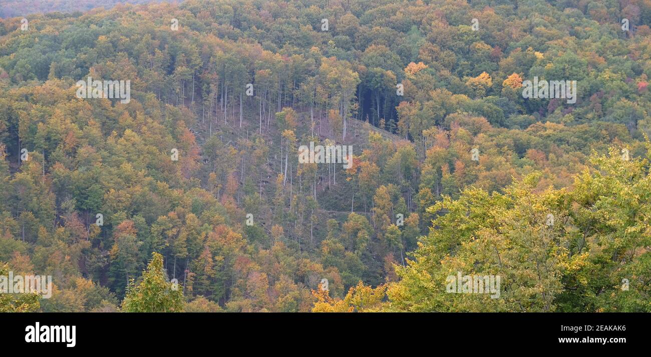 The forest in autumn colors Stock Photo - Alamy