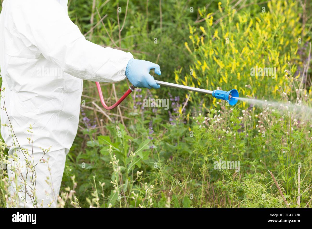 Man in protective workwear spraying herbicide on ragweed Stock Photo ...