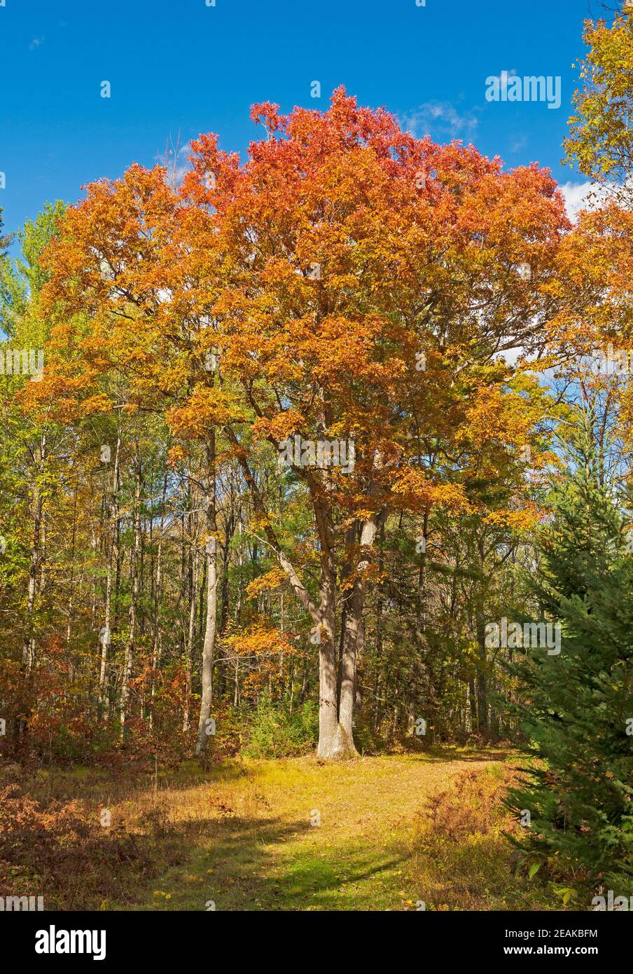Massive Oak in Fall Colors Stock Photo - Alamy