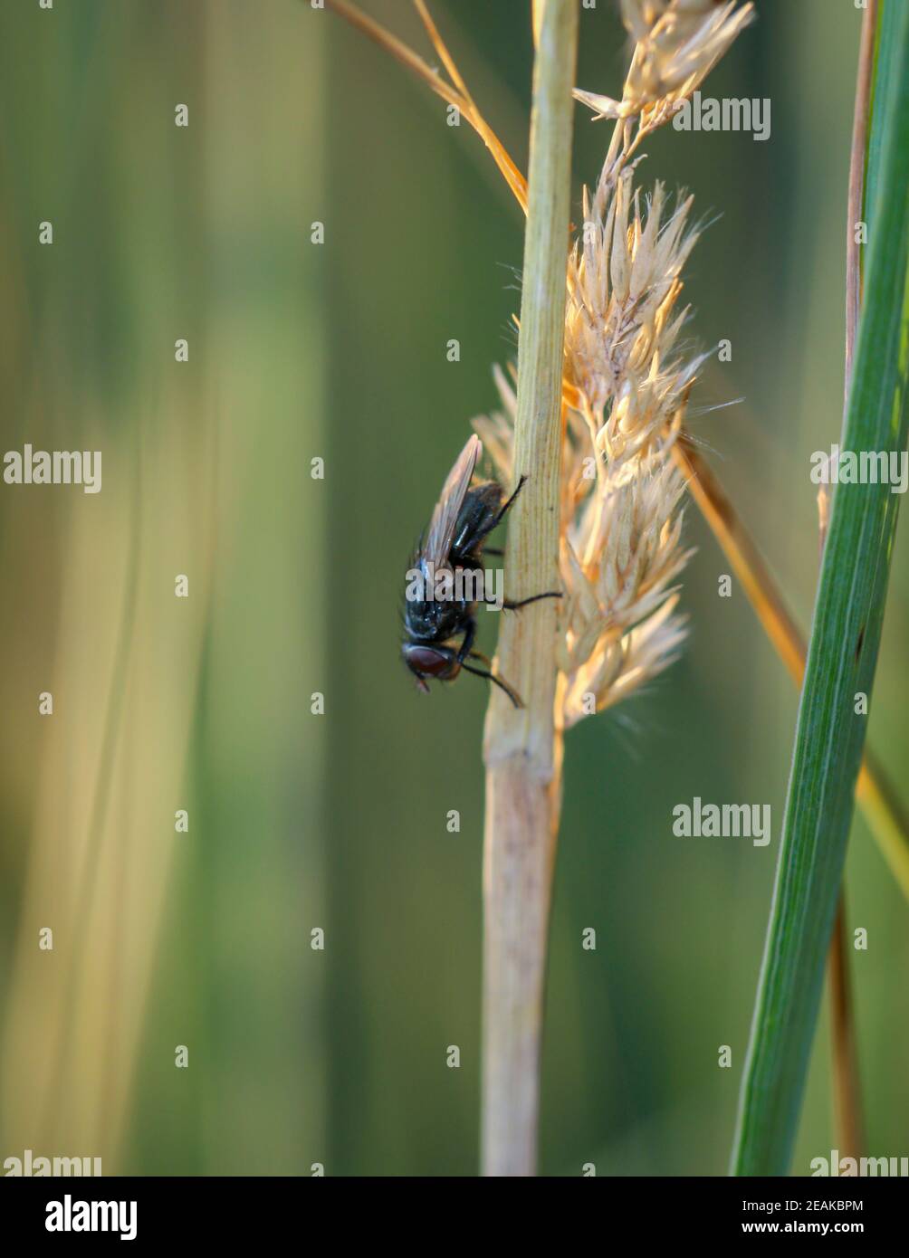 Warble flies hi-res stock photography and images - Alamy