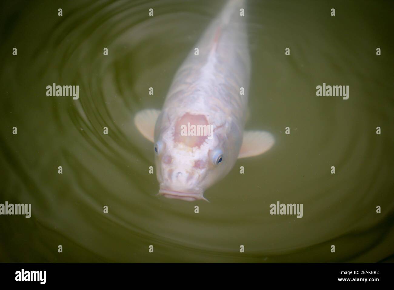 Underwater kois in natural pond hi-res stock photography and images - Alamy