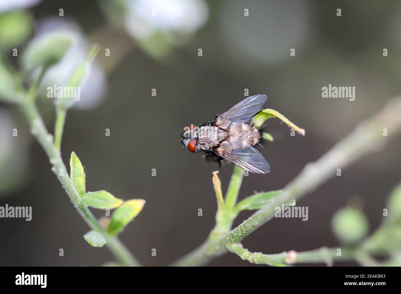 Types of flies hi-res stock photography and images - Alamy