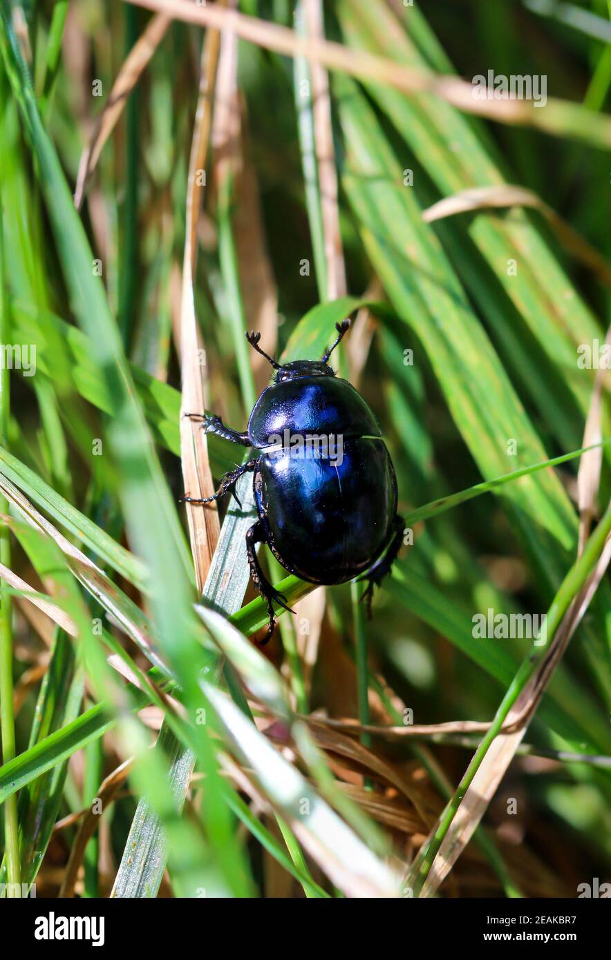 A close-up of a wood dung beetle Stock Photo - Alamy