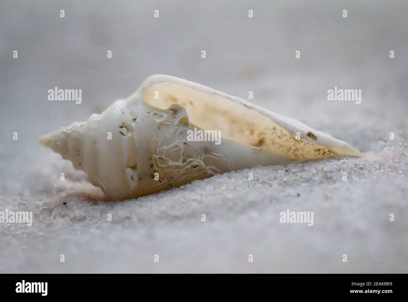 A snail shell lying on the beach, clam shell Stock Photo - Alamy