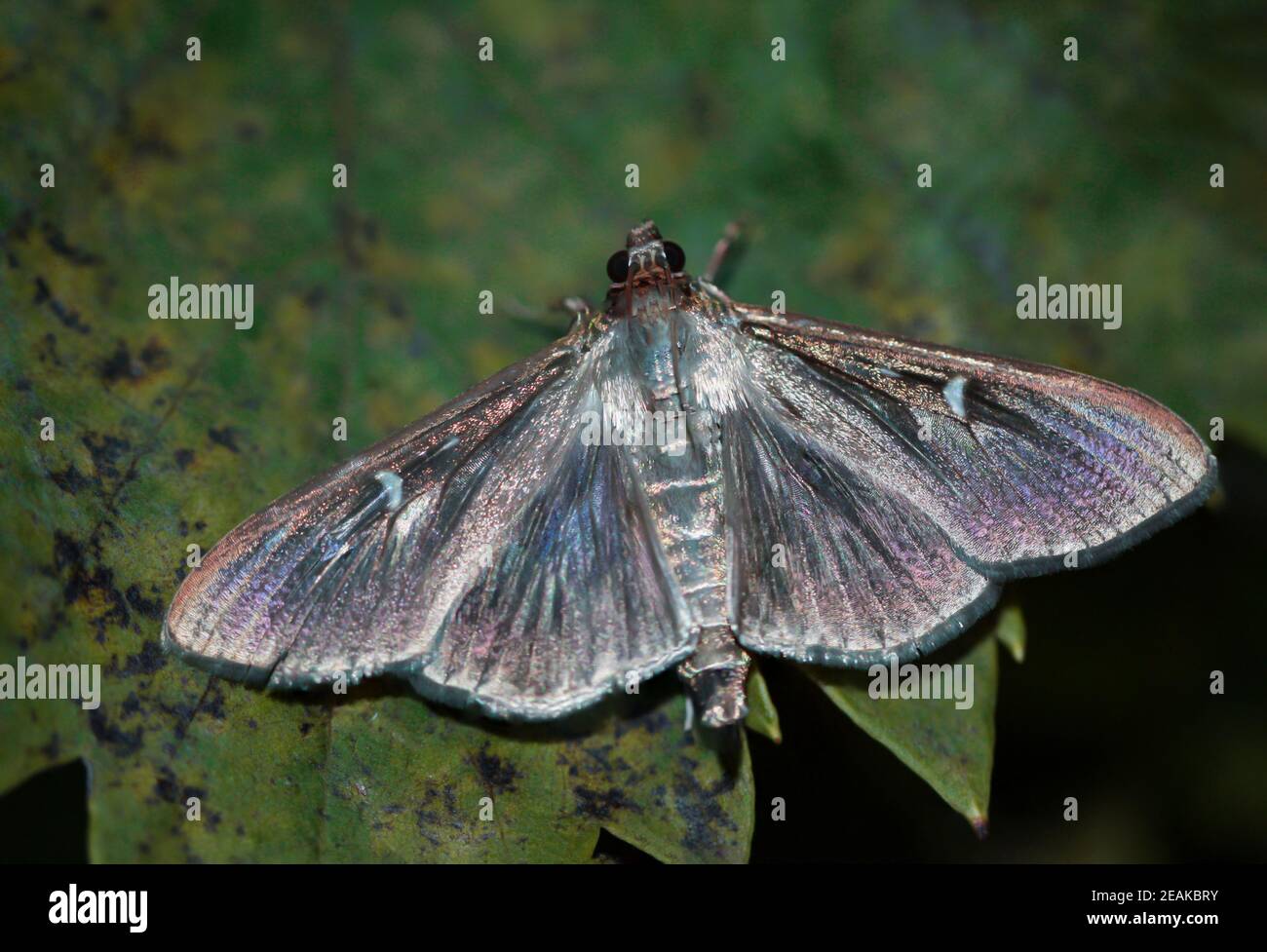 The box tree moth, Cydalima perspectalis, is a small butterfly from the ...