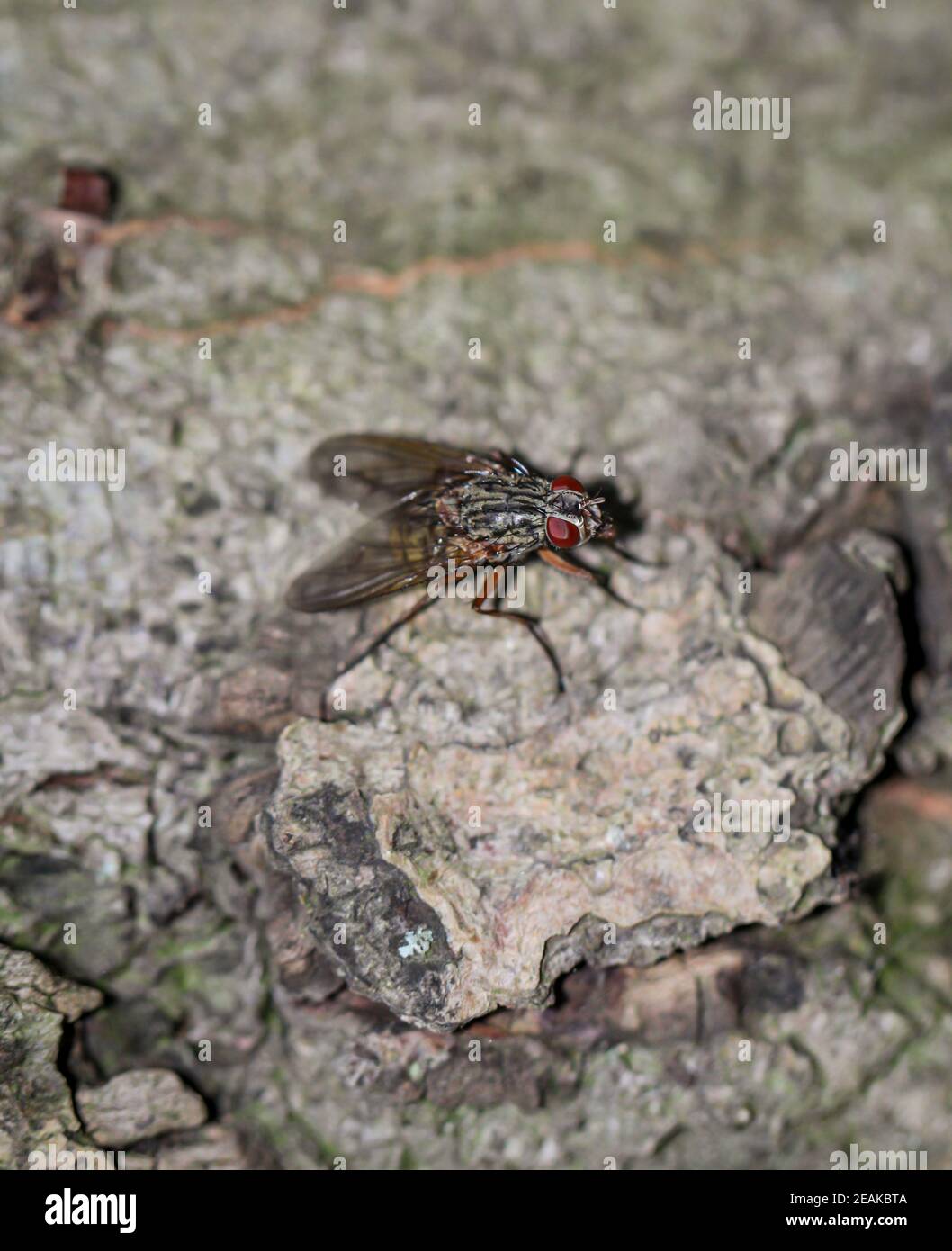 Bot flies hi-res stock photography and images - Alamy