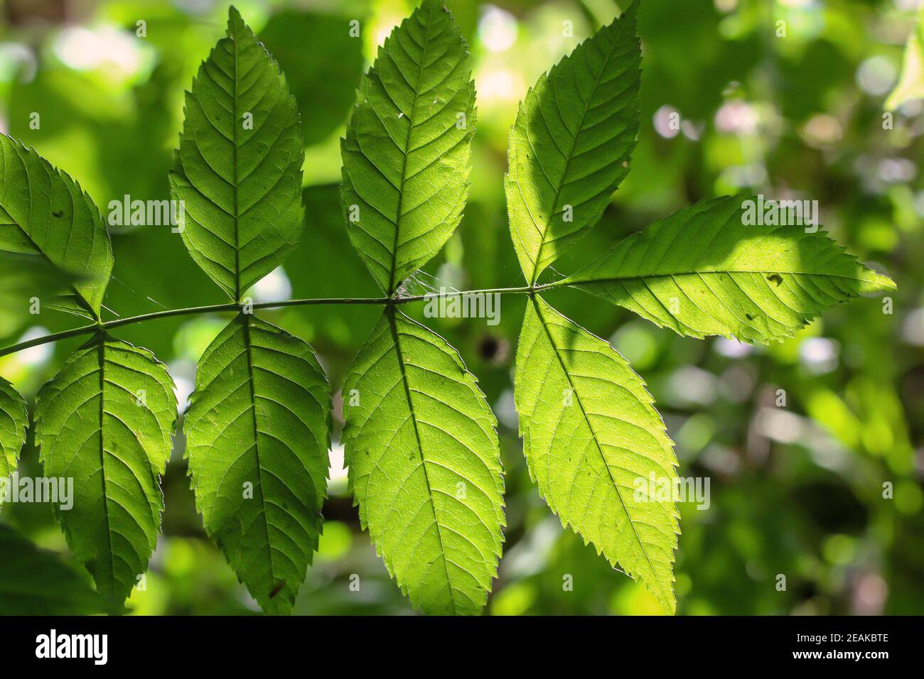 View of sunlit leaves of a tree Stock Photo - Alamy