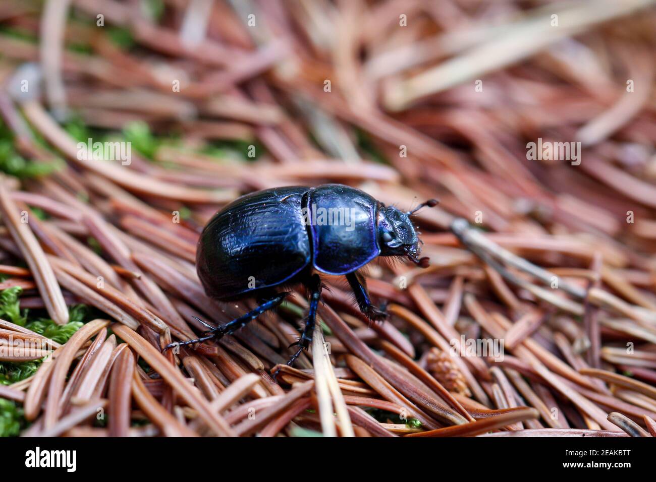 A close-up of a wood dung beetle Stock Photo - Alamy