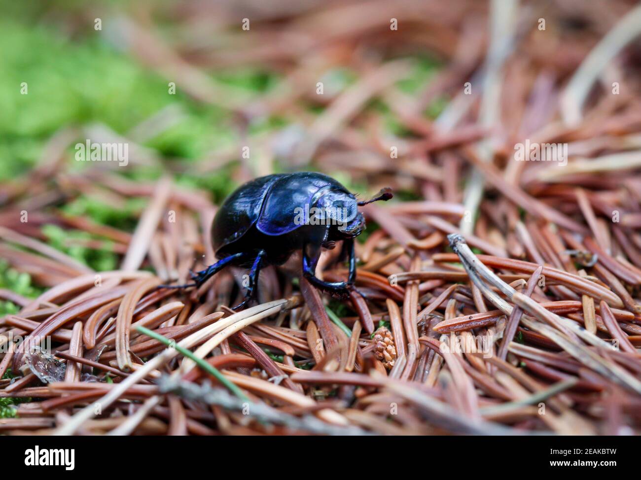 A close-up of a wood dung beetle Stock Photo - Alamy