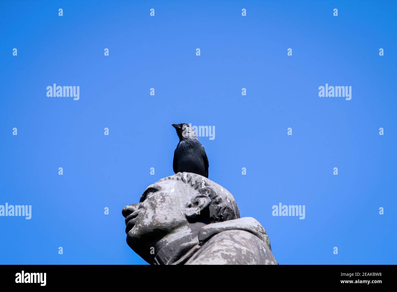 Races horse crows hi-res stock photography and images - Alamy