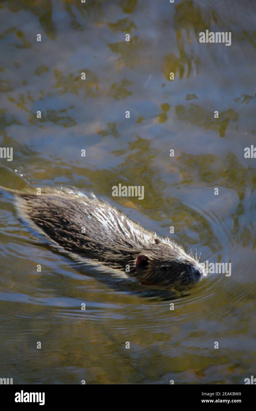 Portrait of a muskrat, nutria in a river Stock Photo - Alamy