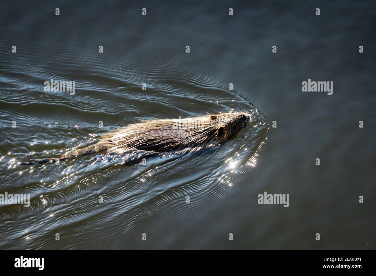 Portrait of a muskrat, nutria in a river Stock Photo - Alamy