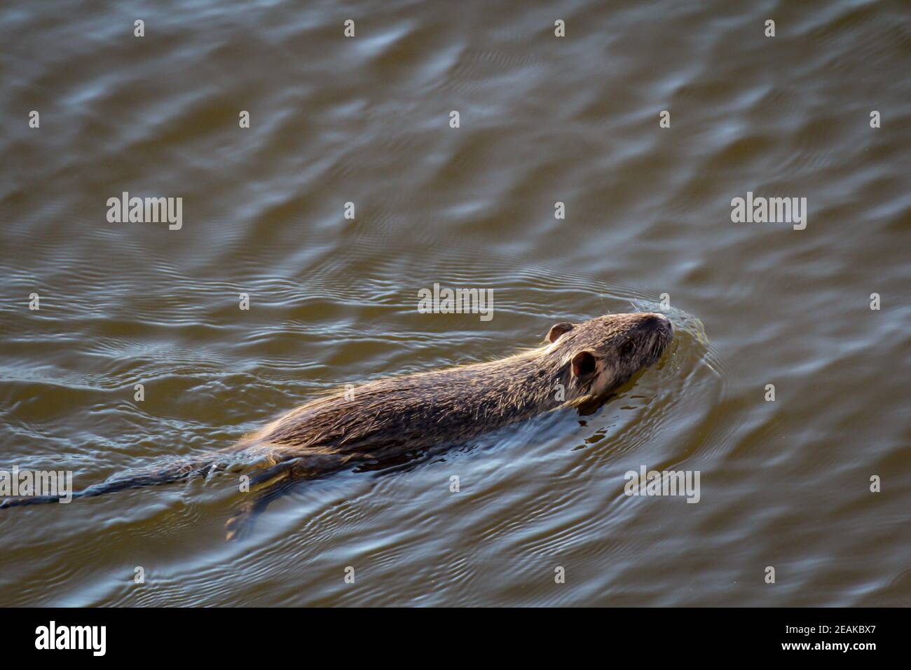 Portrait of a muskrat, nutria in a river Stock Photo - Alamy