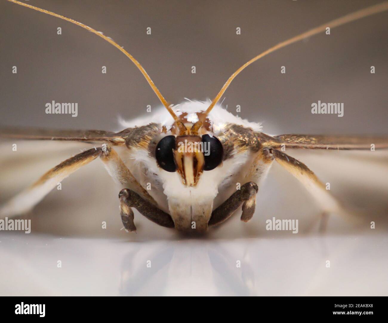 The box tree moth, Cydalima perspectalis, is a small butterfly from the ...