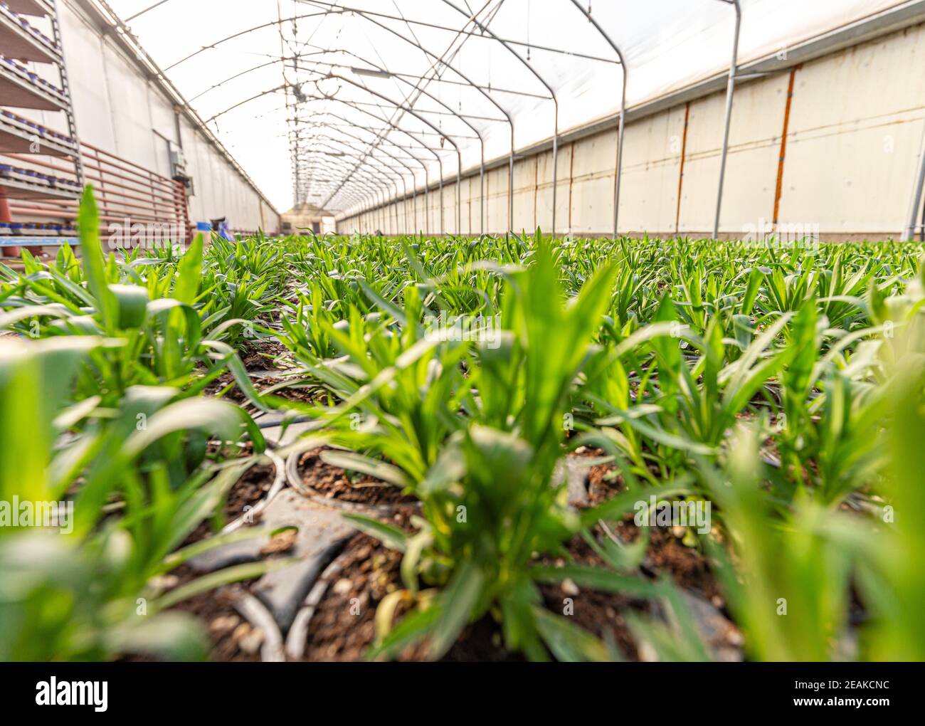 Nursery plant farm young plants hi-res stock photography and images - Alamy