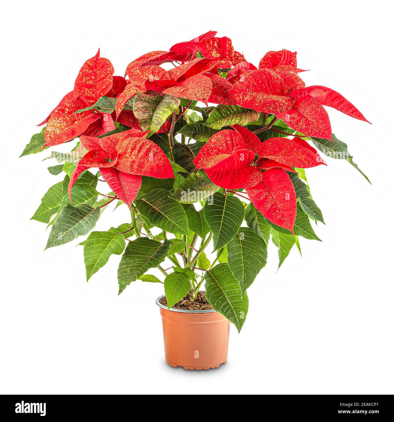 Traditional poinsettia flower hi-res stock photography and images - Alamy