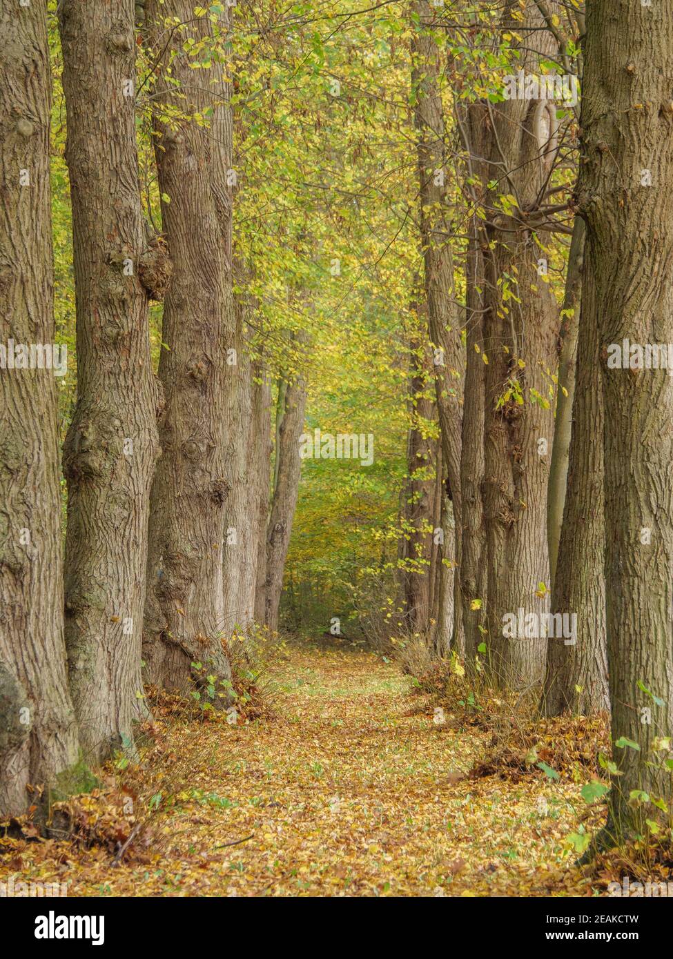 Autumn in the german muensterland Stock Photo - Alamy