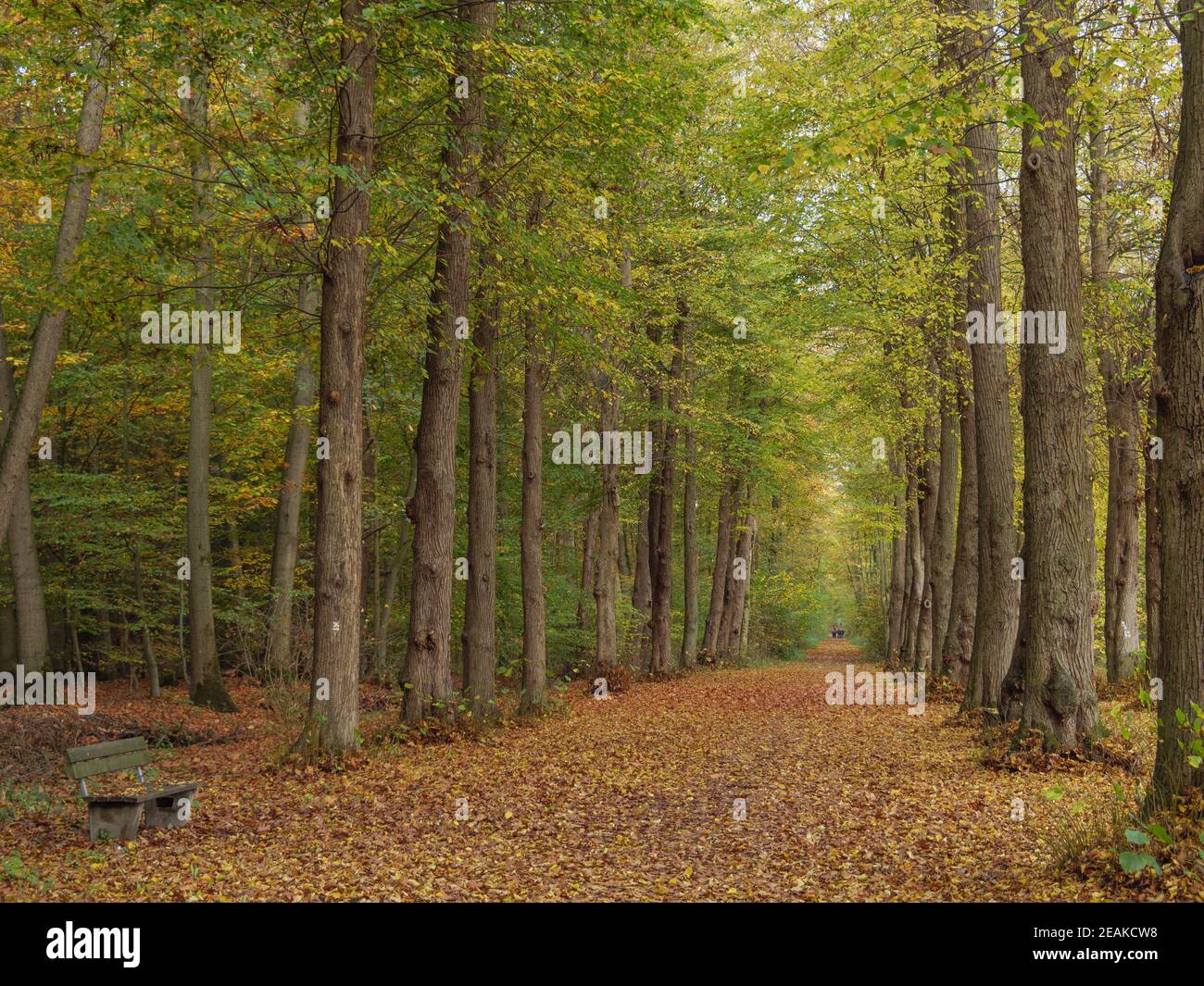Autumn in the german muensterland Stock Photo - Alamy