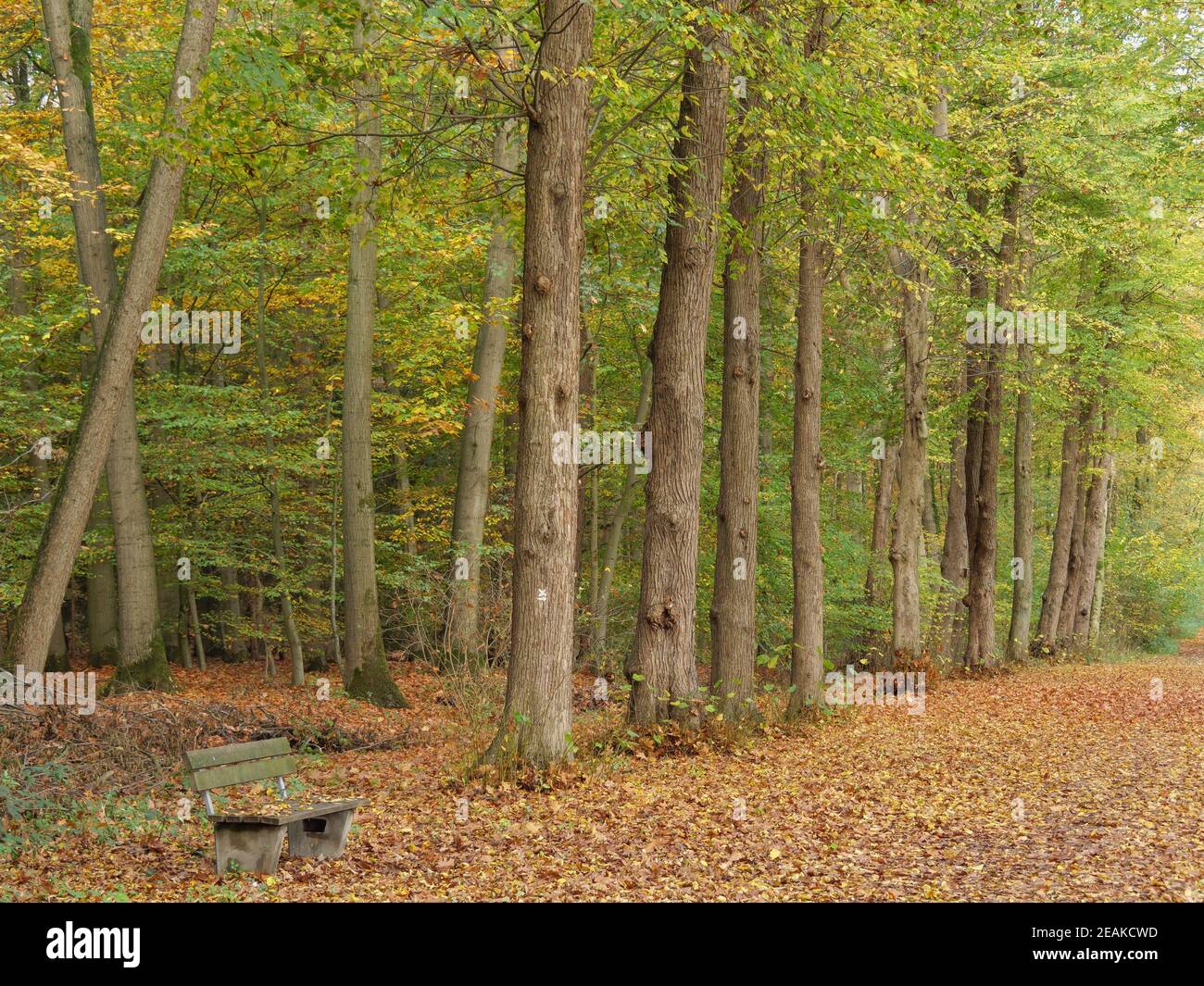 Autumn in the german muensterland Stock Photo - Alamy