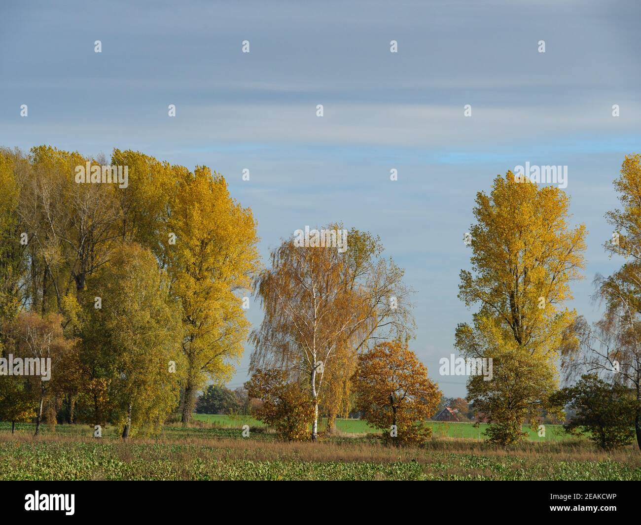 Autumn in the german muensterland Stock Photo - Alamy