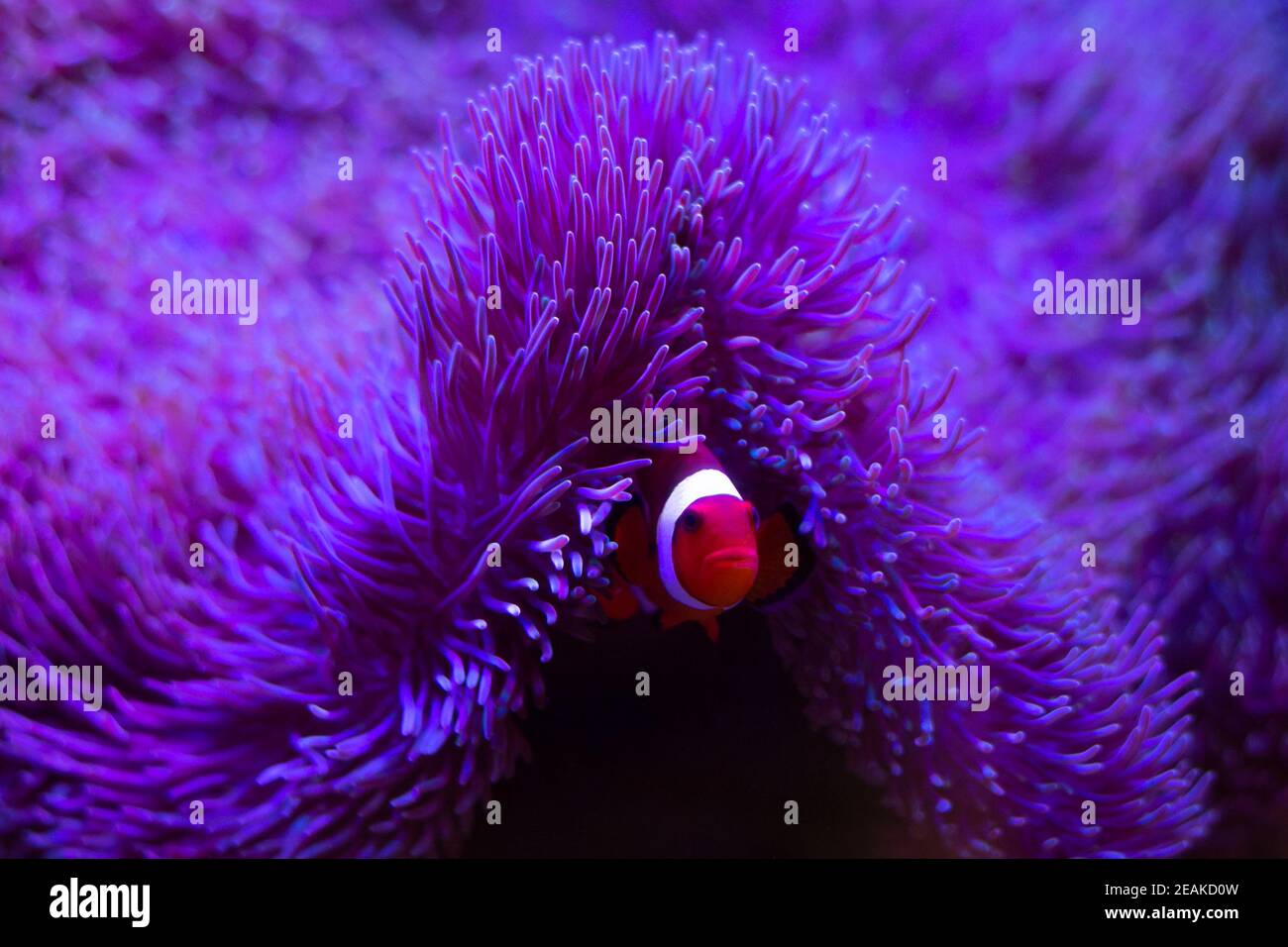 Anemone fish with anemone,Sea anemone and clown fish in marine aquarium ...