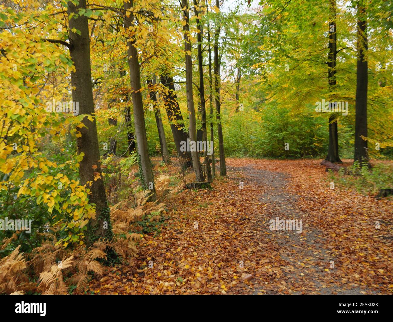Autumn in the german muensterland Stock Photo - Alamy