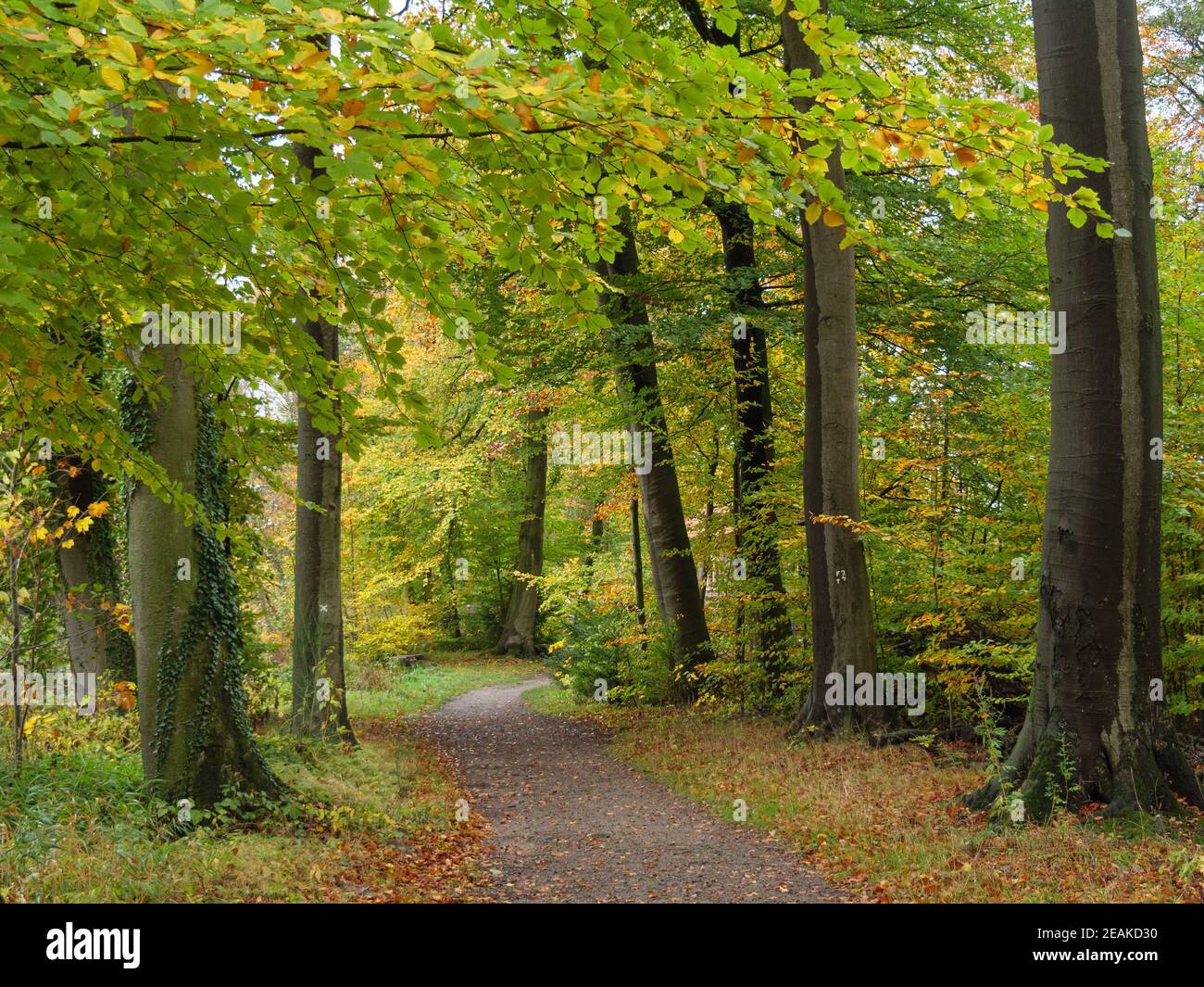 Autumn in the german muensterland Stock Photo - Alamy