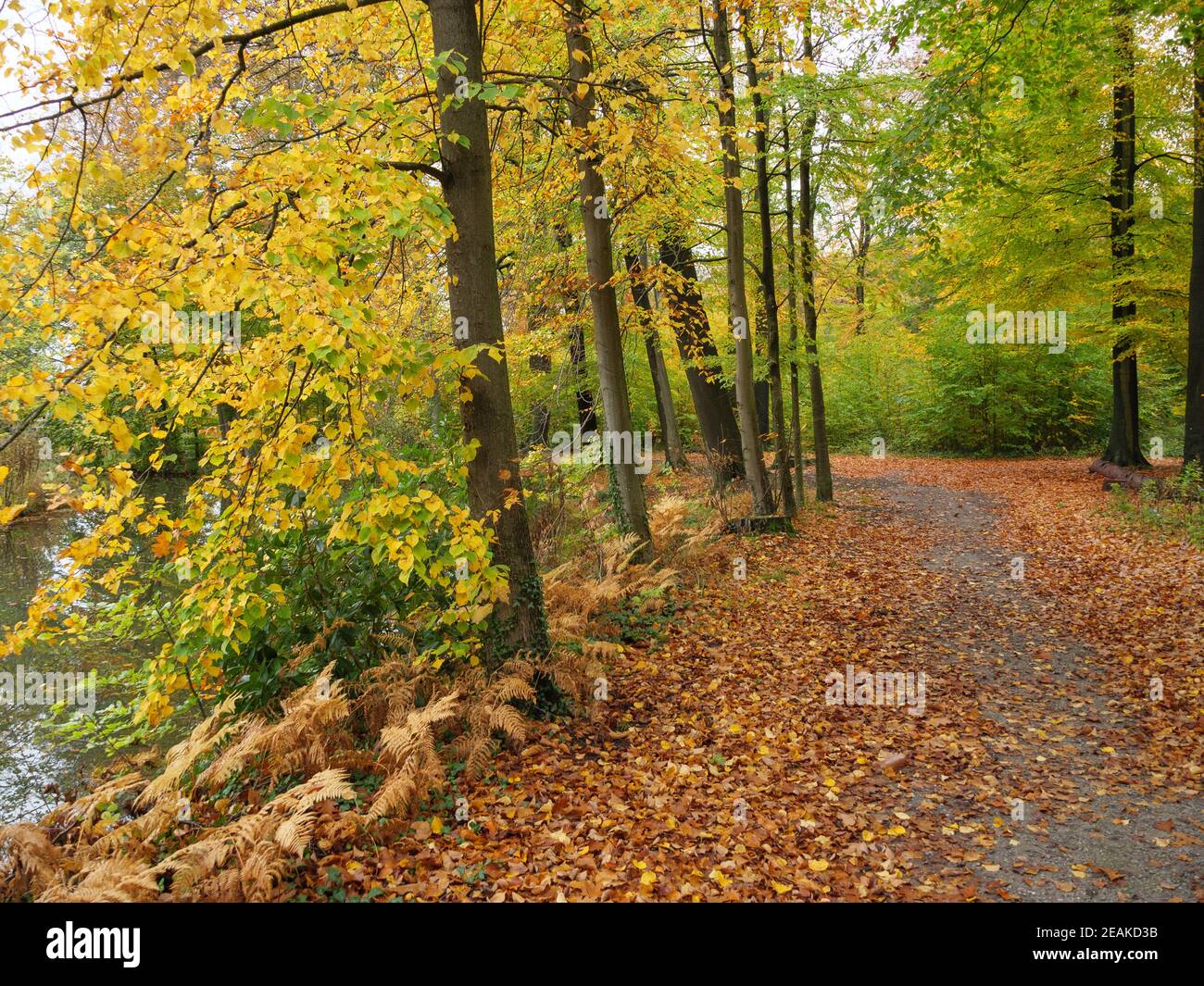 Autumn in the german muensterland Stock Photo - Alamy