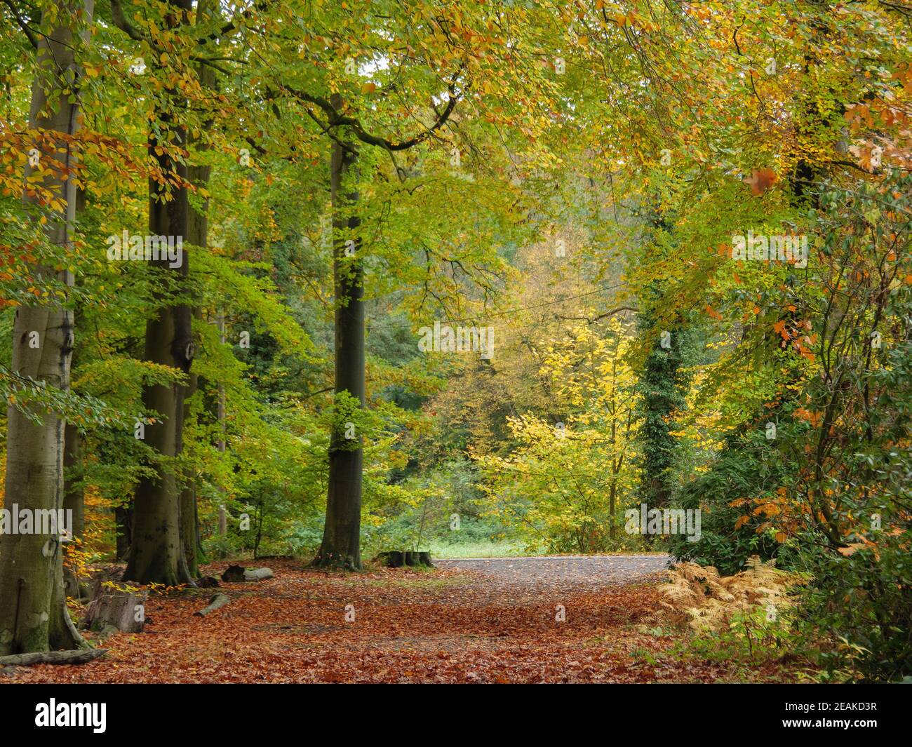 Autumn in the german muensterland Stock Photo - Alamy