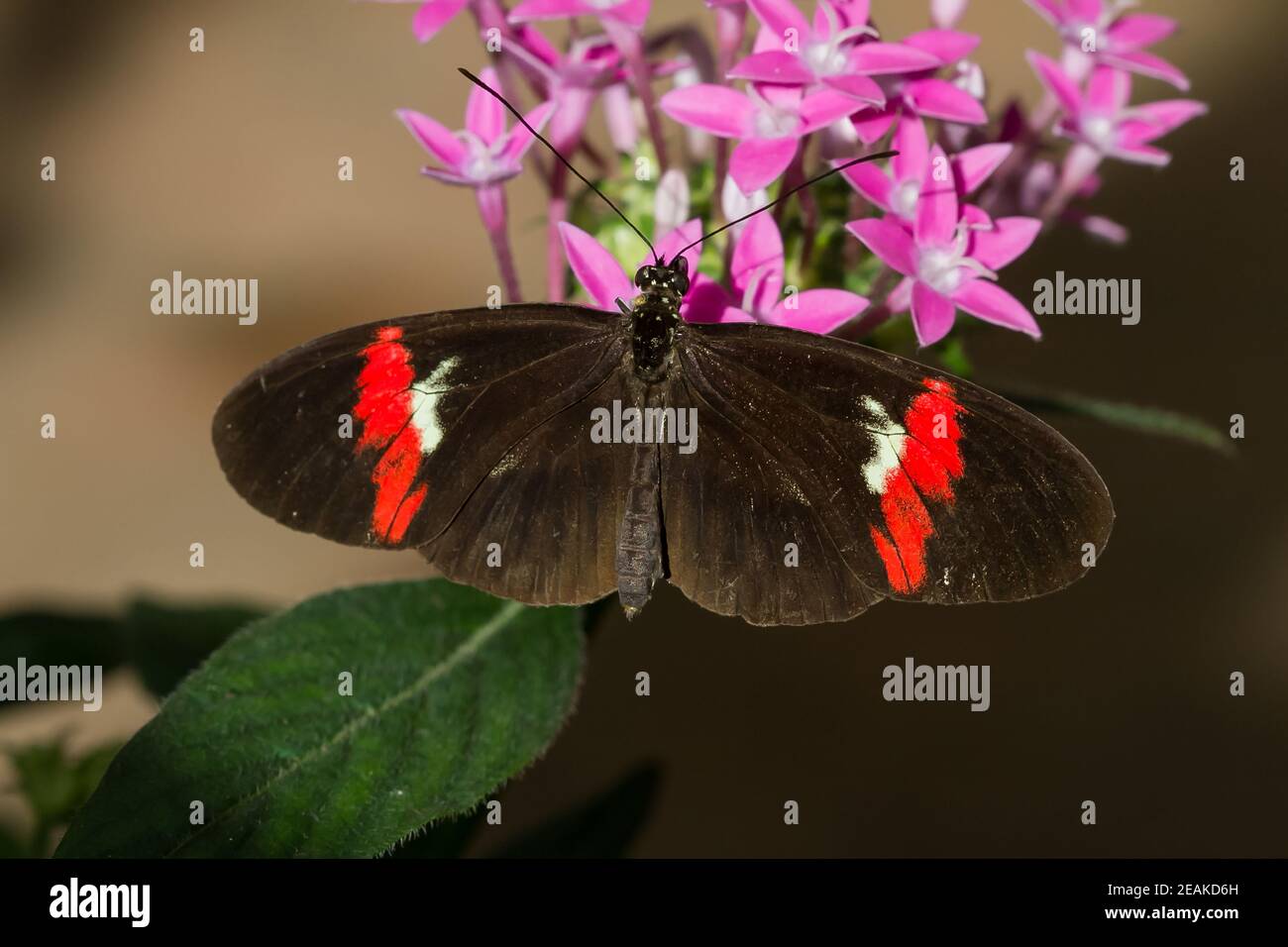 Selective focus shot of a beautiful red postman (Heliconius Erato ...