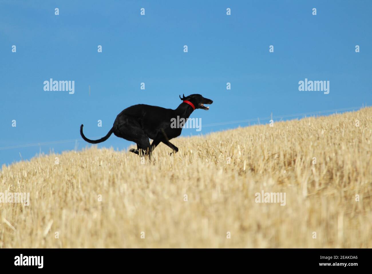 Spanish greyhound in mechanical hare race in the countryside Stock ...