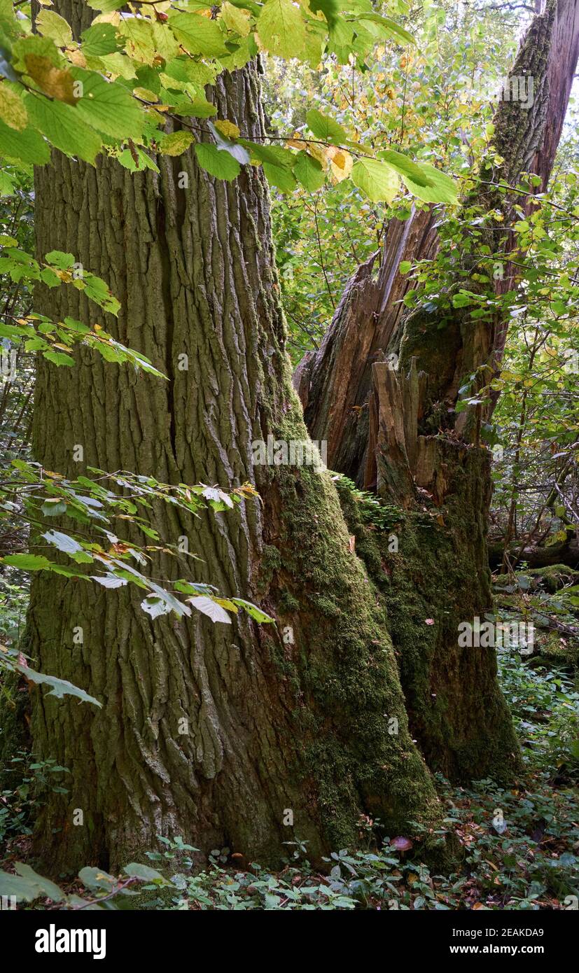 Old oak stump moss wrapped in foreground Stock Photo - Alamy