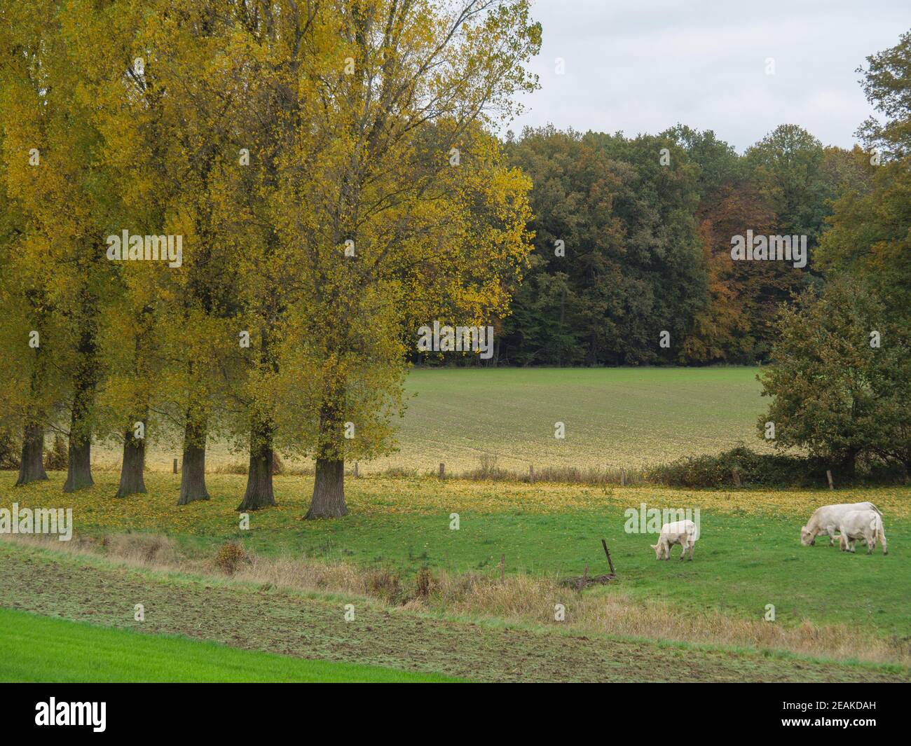 Autumn in the german muensterland Stock Photo - Alamy