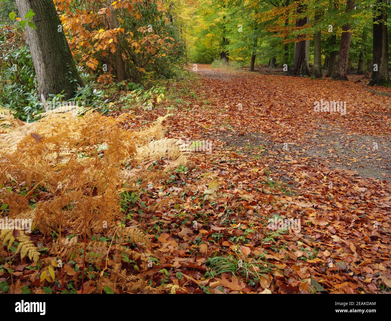 Autumn in the german muensterland Stock Photo - Alamy