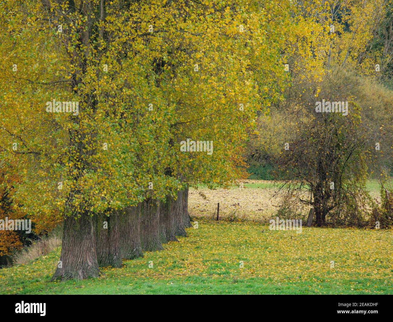 Autumn in the german muensterland Stock Photo - Alamy