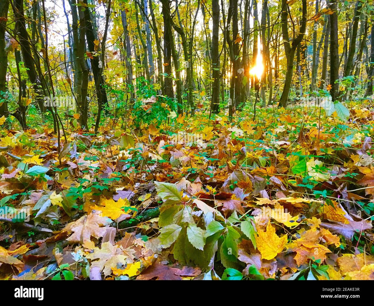Beautiful rays hi-res stock photography and images - Alamy