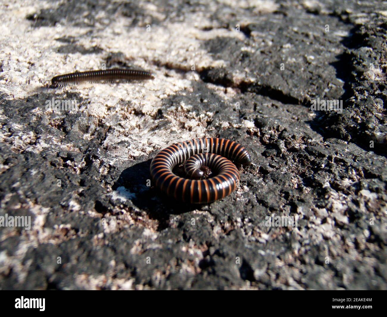 Centipedes and millipedes hi-res stock photography and images - Alamy