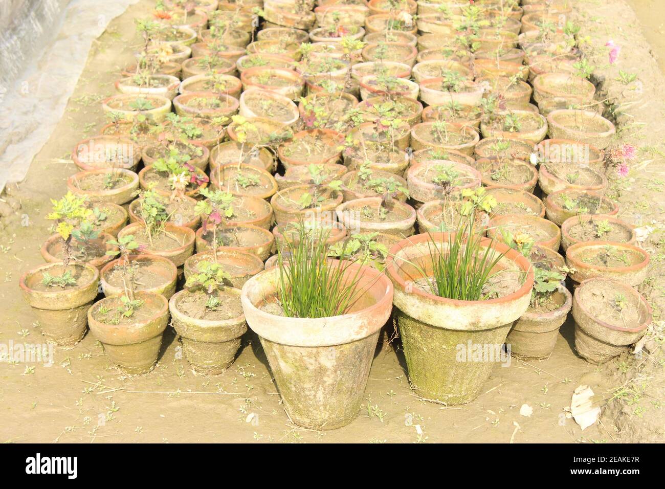 Seedl hi-res stock photography and images - Alamy