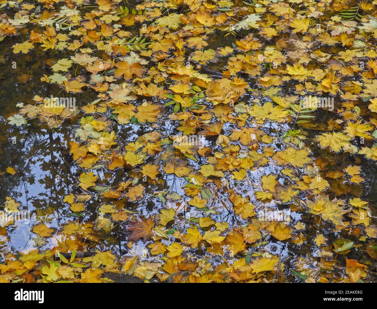 Tree leaves floating on the water Stock Photo - Alamy