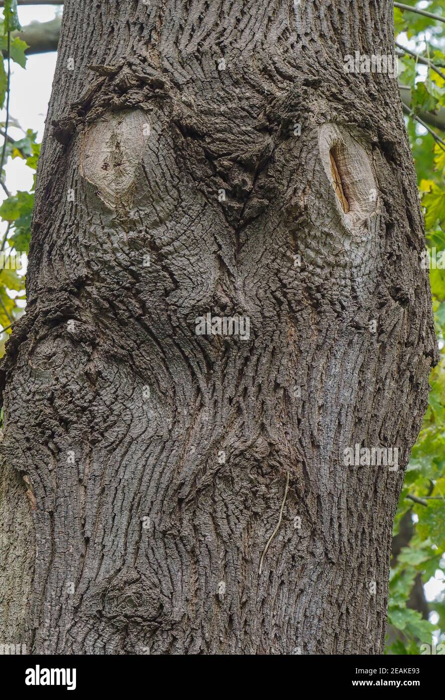 Chestnut tree bark hi-res stock photography and images - Alamy