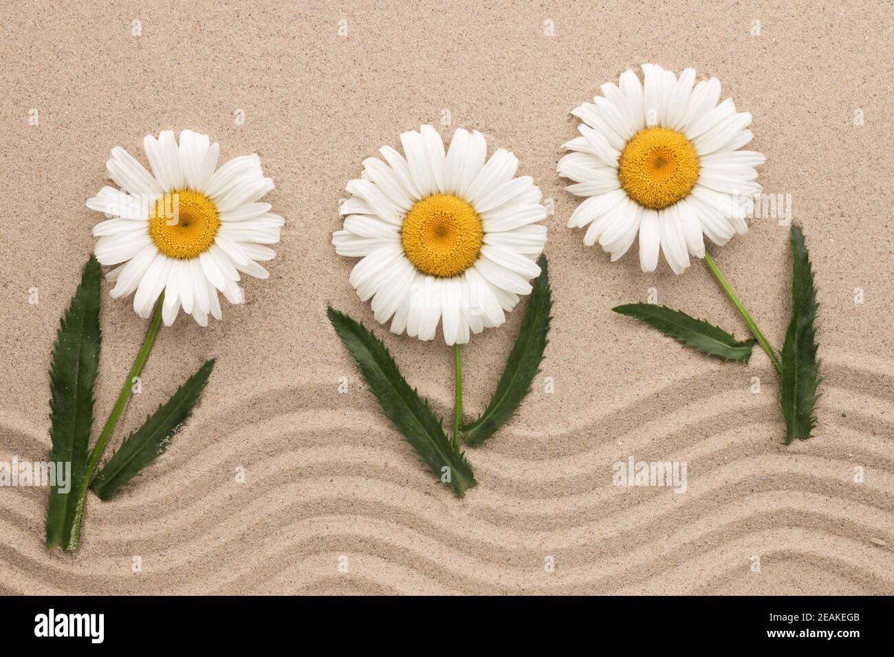 Beach daisy hi-res stock photography and images - Alamy