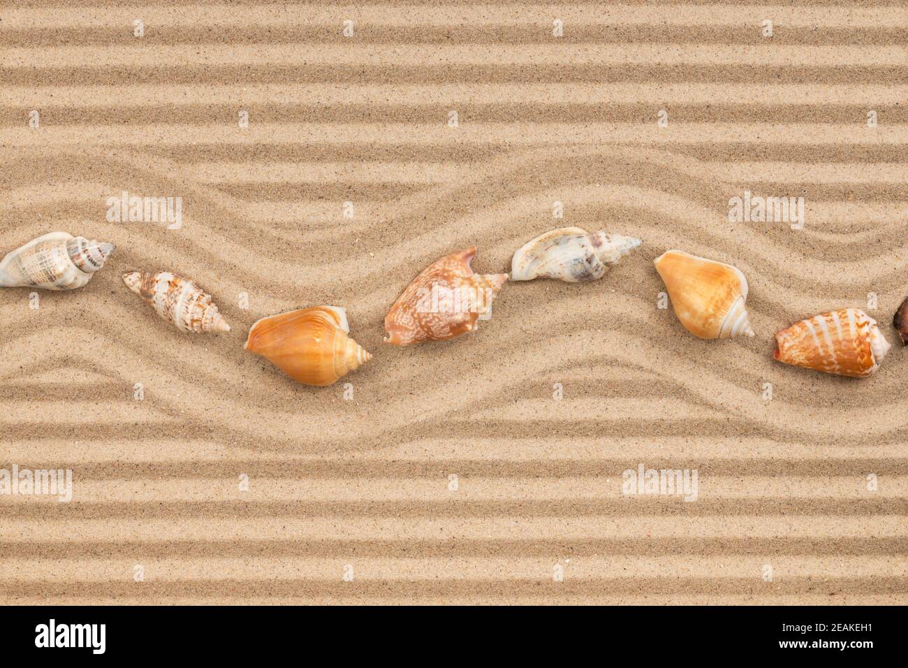 Row of seashell lying on the striped sand, with space for text Stock ...