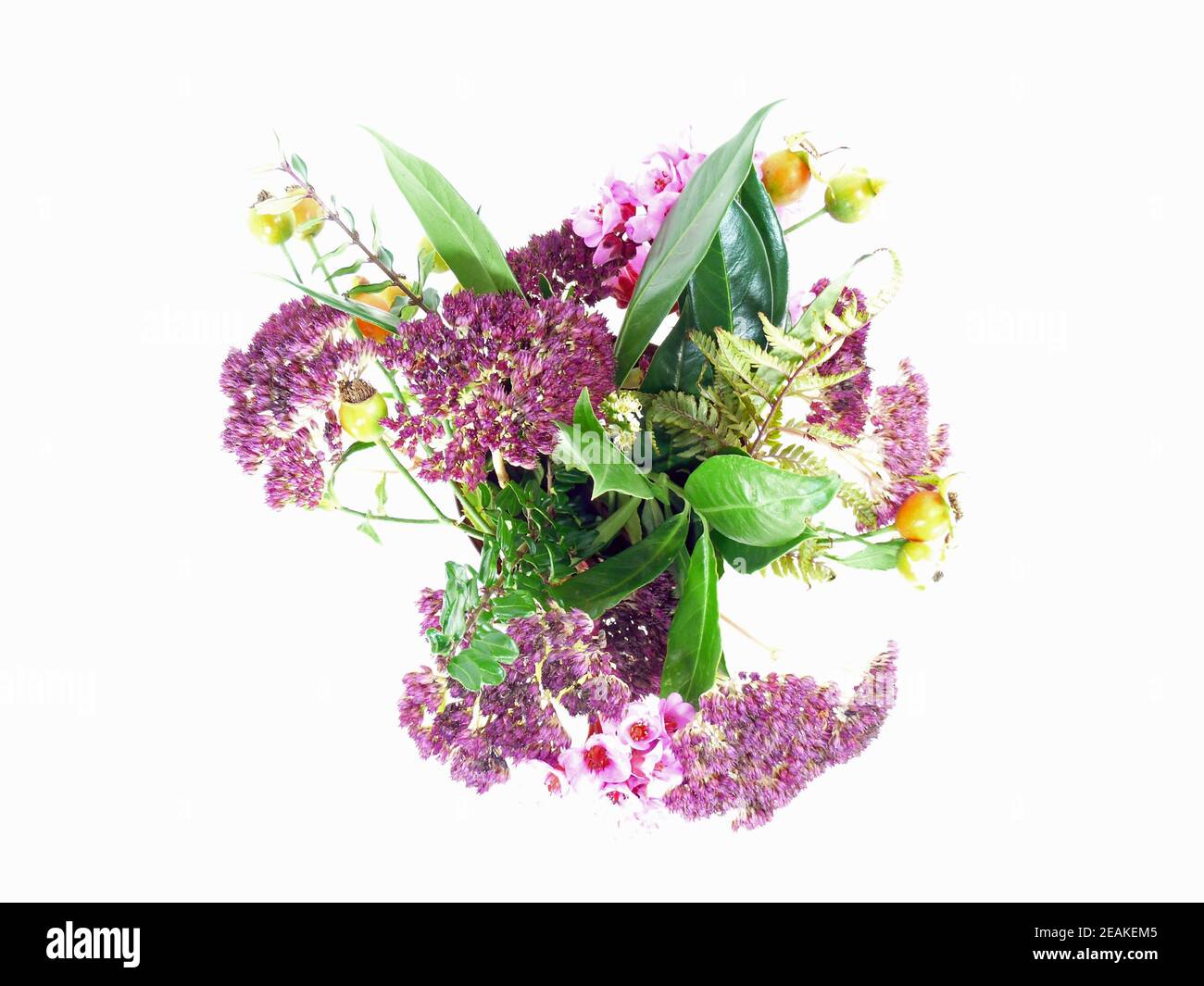 Noble plant Cut Out Stock Images & Pictures - Alamy
